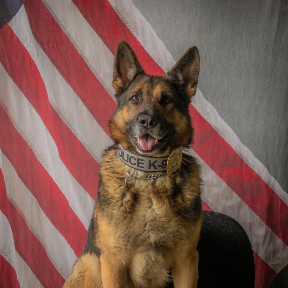 K9 Information | Mills WY